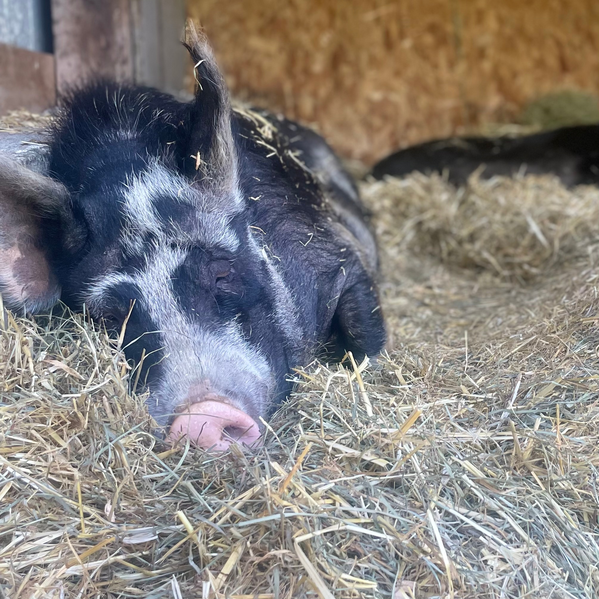 Our Residents - P.E.A.C.E.